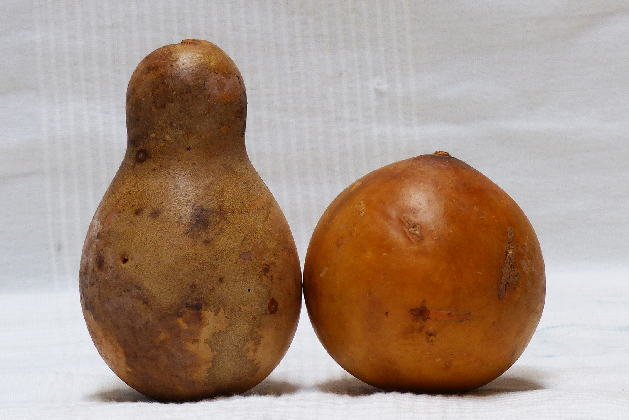 Calebasse Gourde 11-13 - Calebasse gourde Ø11-13 cm - Calebasse